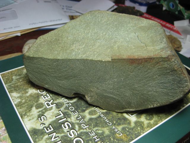 Fossilized hole - Fossil ID - The Fossil Forum