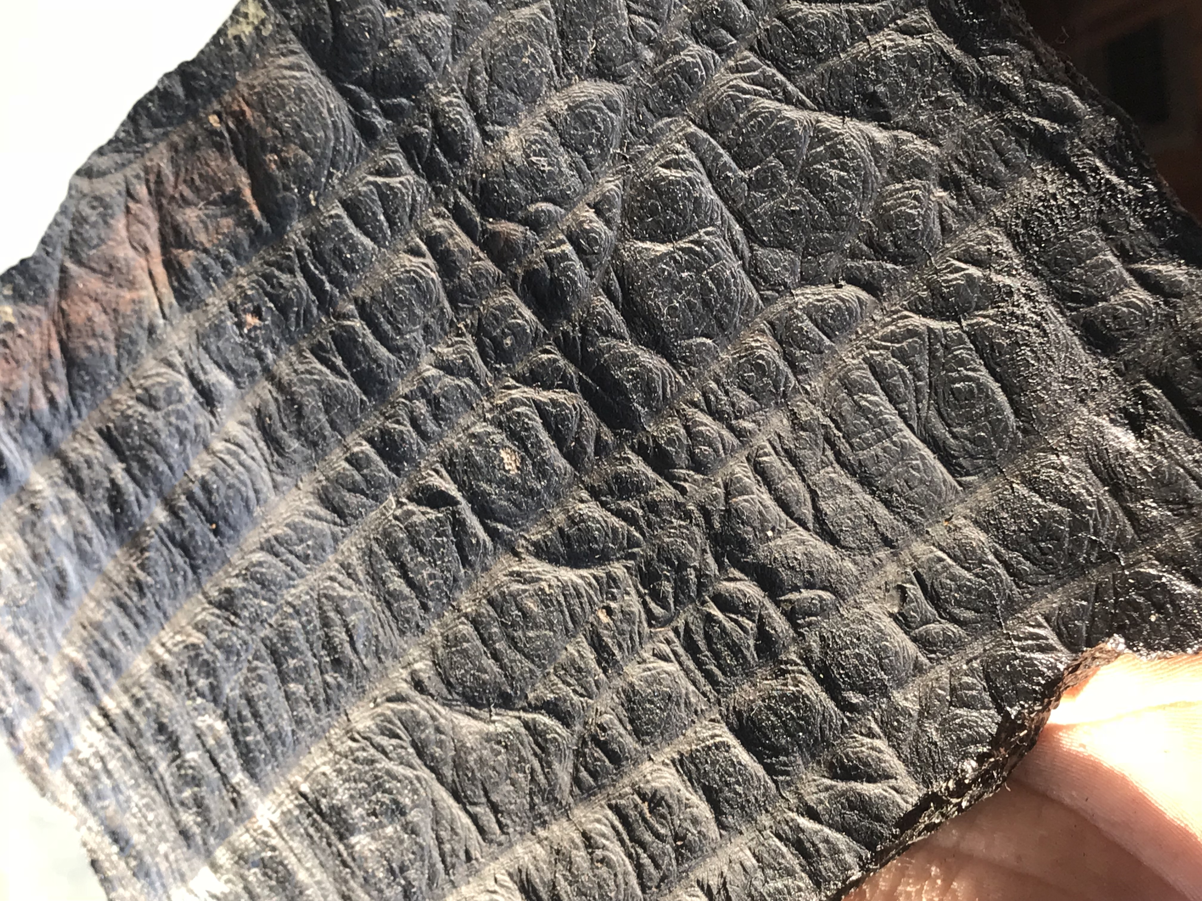 need help with id - Fossil ID - The Fossil Forum