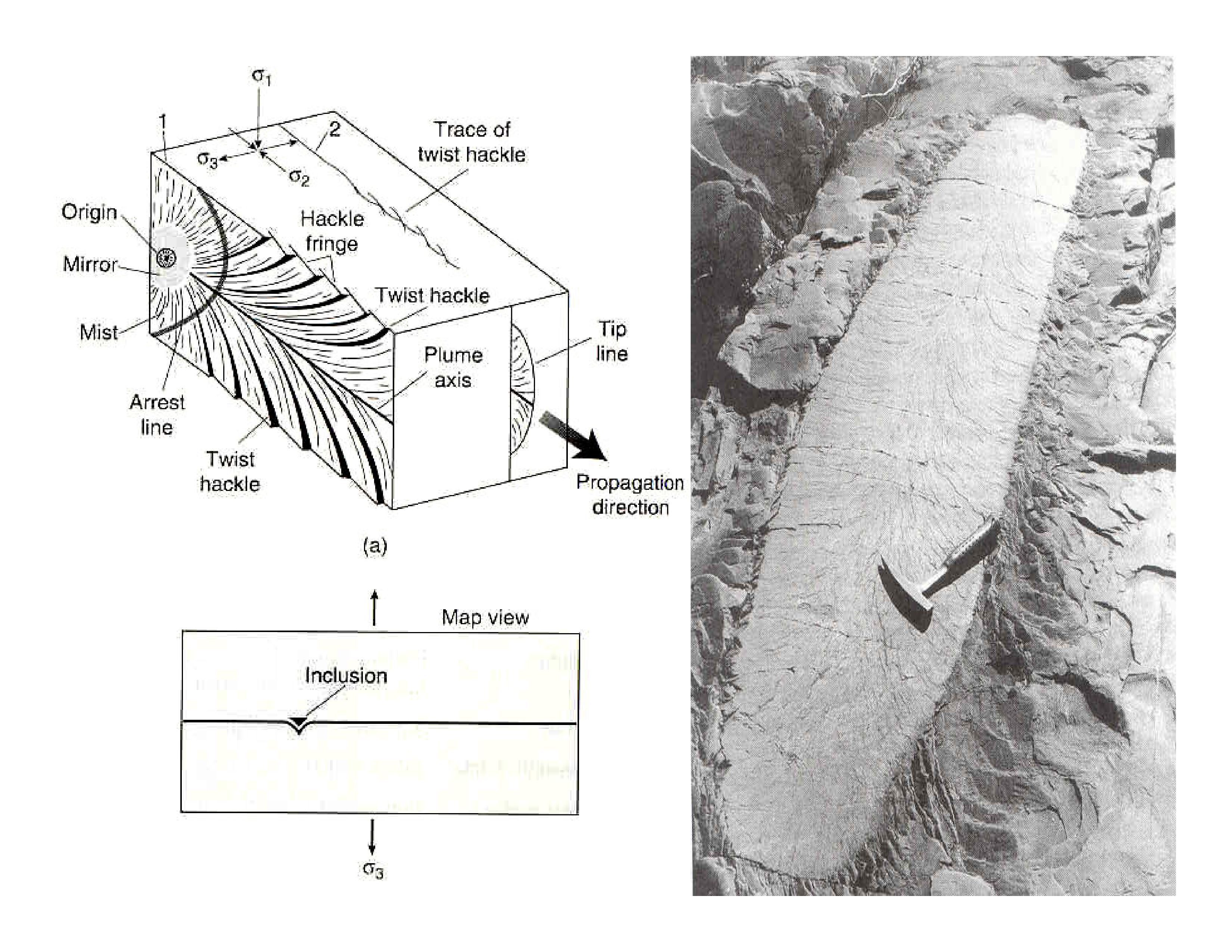 Fossilized hole - Fossil ID - The Fossil Forum