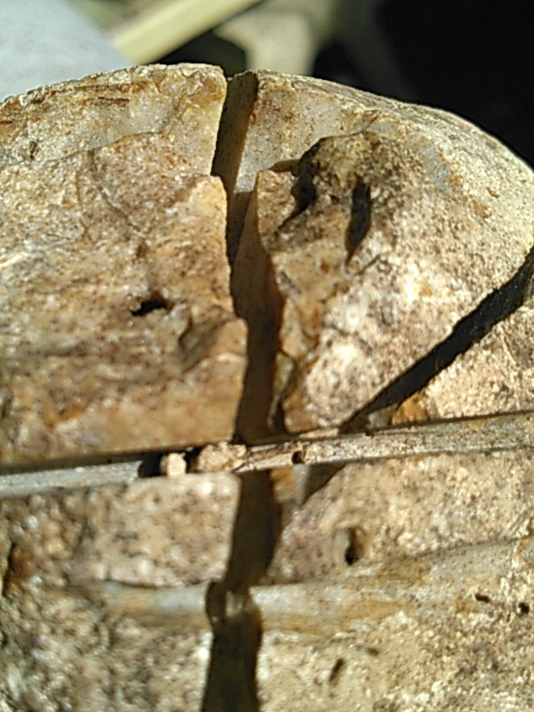 Rock with deep cuts - Fossil ID - The Fossil Forum