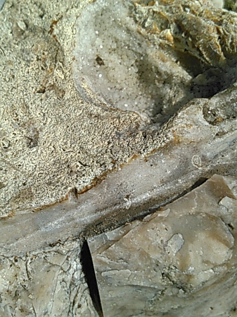 Rock with deep cuts - Fossil ID - The Fossil Forum