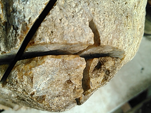 Rock with deep cuts - Fossil ID - The Fossil Forum