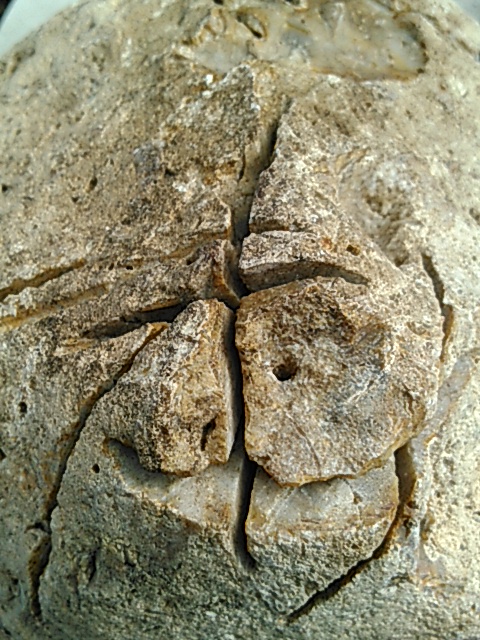 Rock with deep cuts - Fossil ID - The Fossil Forum