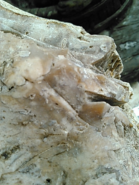 Rock with deep cuts - Fossil ID - The Fossil Forum