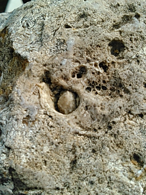 Rock with deep cuts - Fossil ID - The Fossil Forum