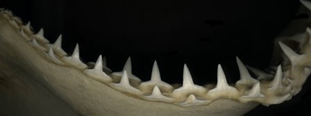 Sharkteeth from Florida - Fossil ID - The Fossil Forum