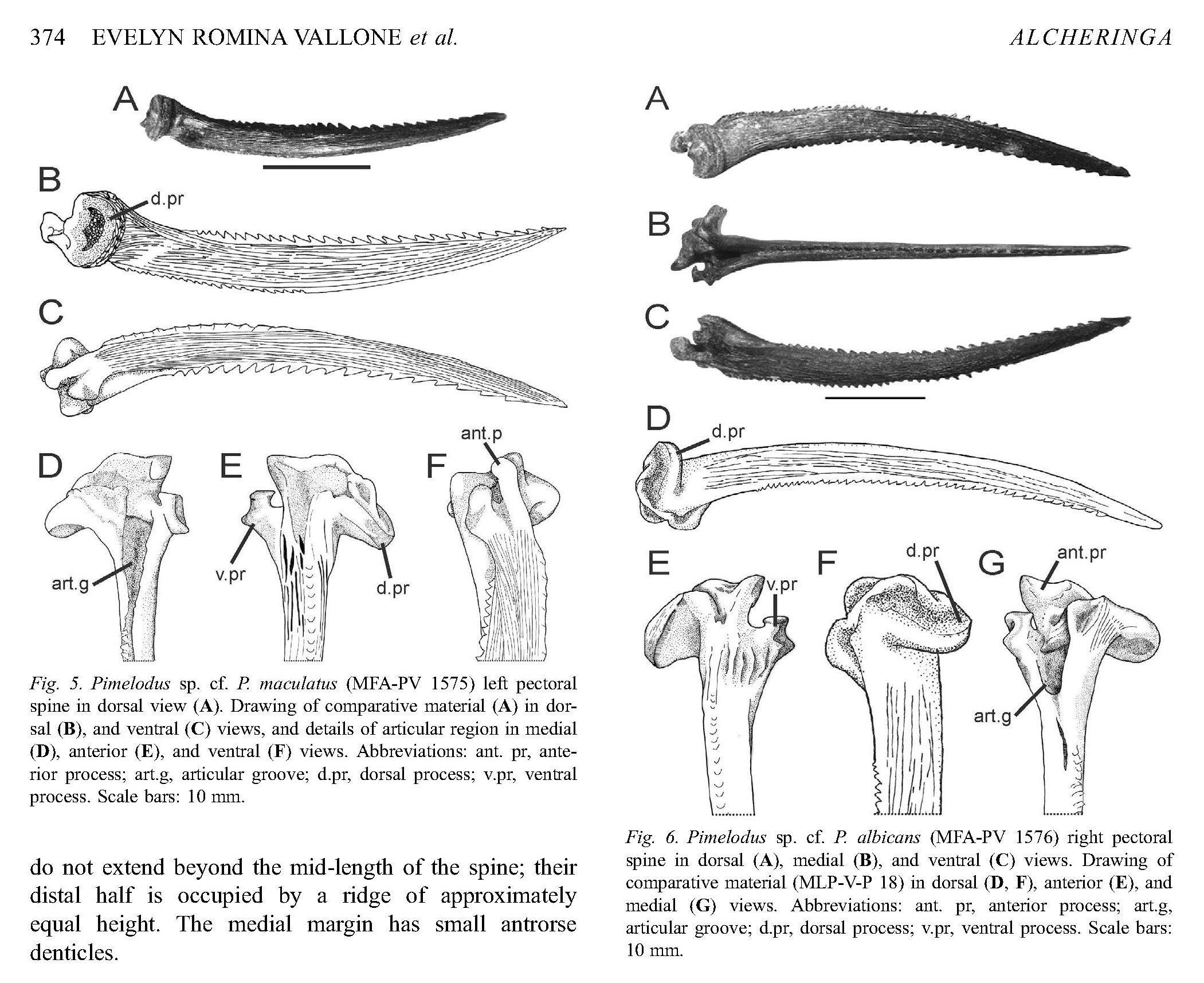 Fish spine find, fossil or not? - Fossil ID - The Fossil Forum