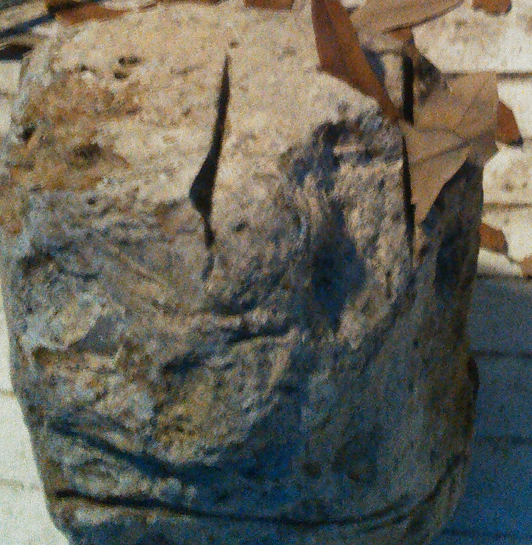 Rock with deep cuts - Fossil ID - The Fossil Forum