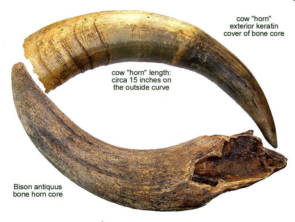 cow horn? - Fossil ID - The Fossil Forum