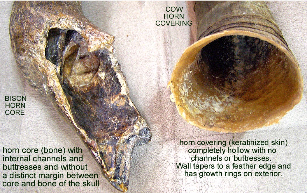 cow horn? - Fossil ID - The Fossil Forum