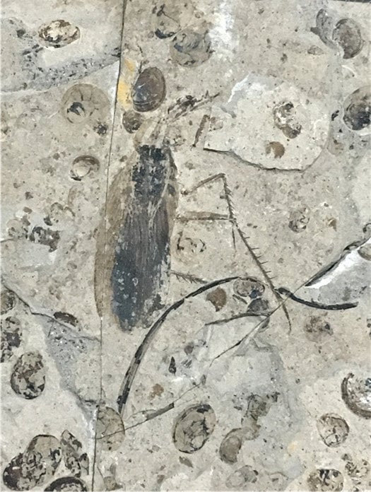 Cockroach - Insects - The Fossil Forum