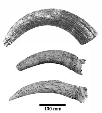 cow horn? - Fossil ID - The Fossil Forum