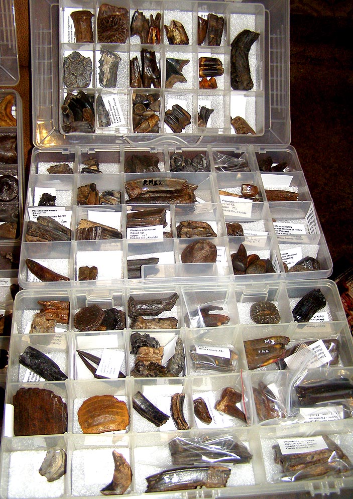 Florida fossil hunting, a few questions - Fossil Hunting Trips - The ...