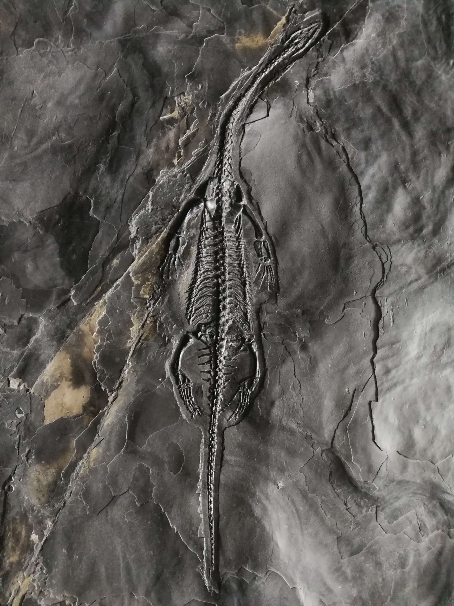 Giant Keichousaurus - Fossil ID - The Fossil Forum