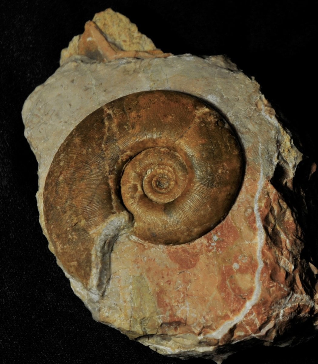 Monophyllites simonyi (HAUER) - Member Collections - The Fossil Forum