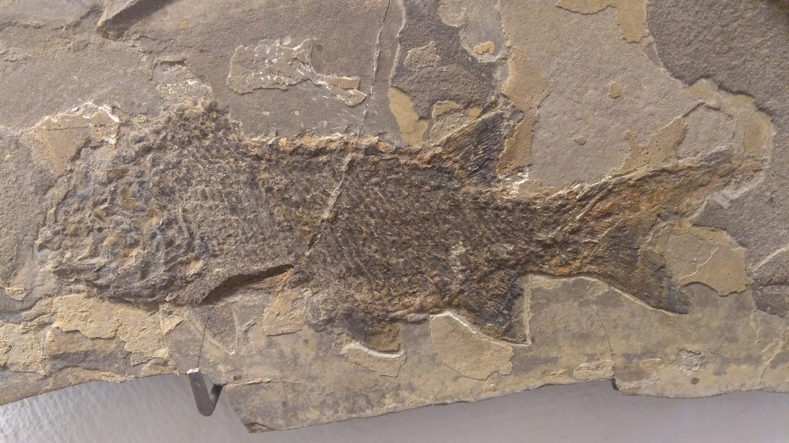 Paramblypterus (7).jpg - Member Collections - The Fossil Forum