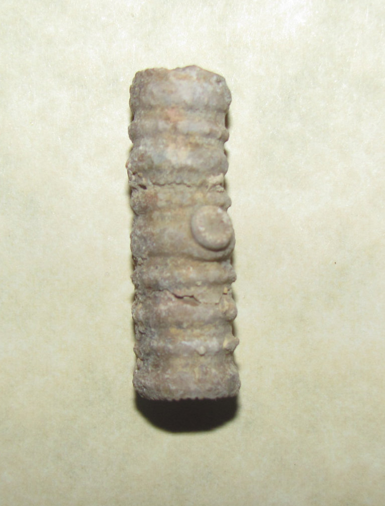Crinoid stem with side arm.jpg - Member Collections - The Fossil Forum