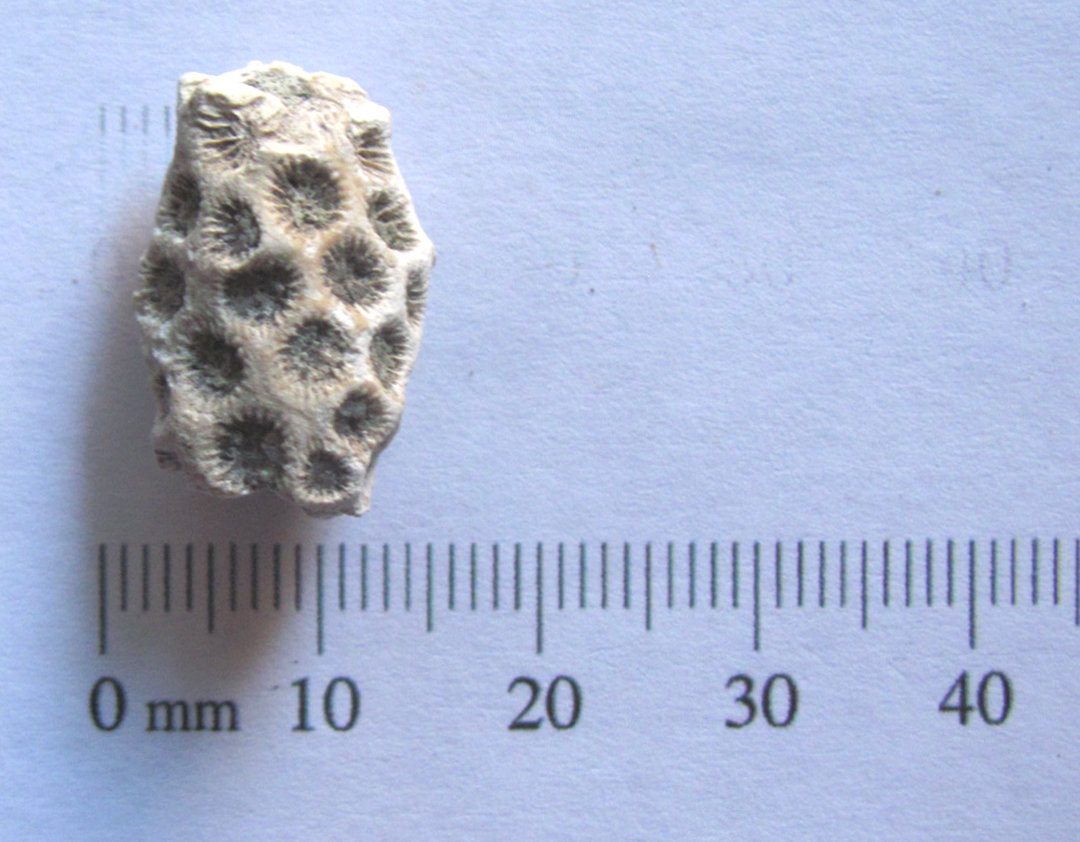 Possibly Astrangia sp a.JPG - Member Collections - The Fossil Forum