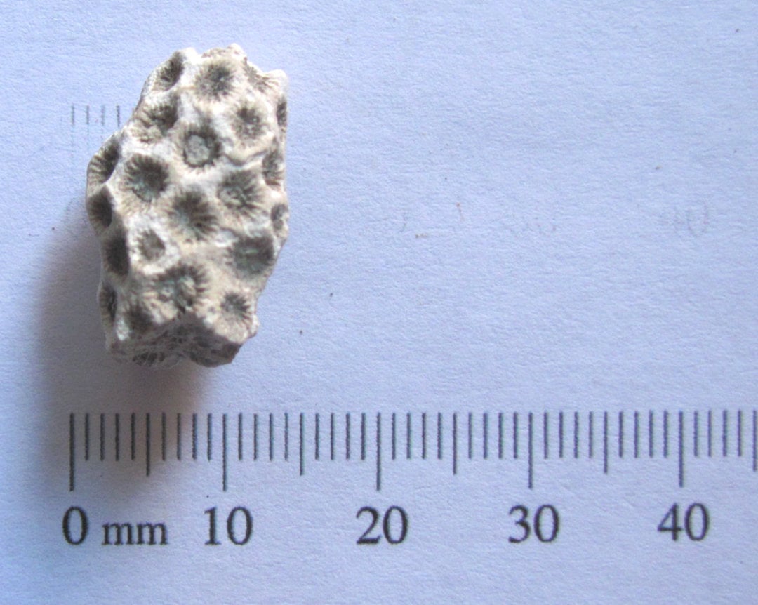 Possibly Astrangia sp a.JPG - Member Collections - The Fossil Forum