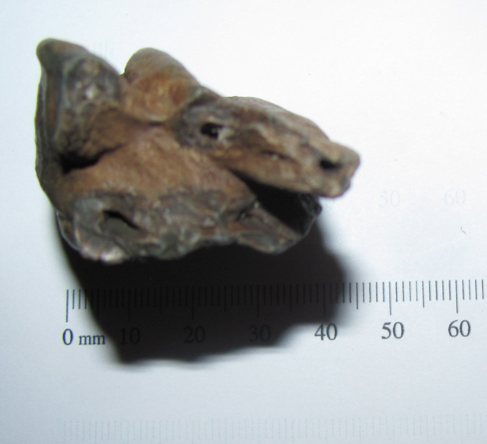 Equus sp Tooth Fossil 1.jpg - Member Collections - The Fossil Forum