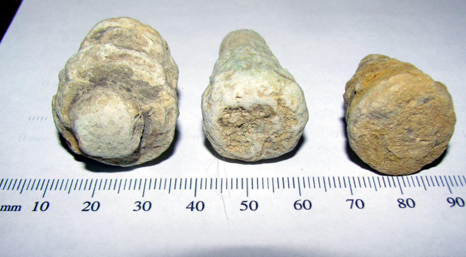 Conostichus - Sea Anemone Burrow Fossils 1.jpg - Member Collections ...