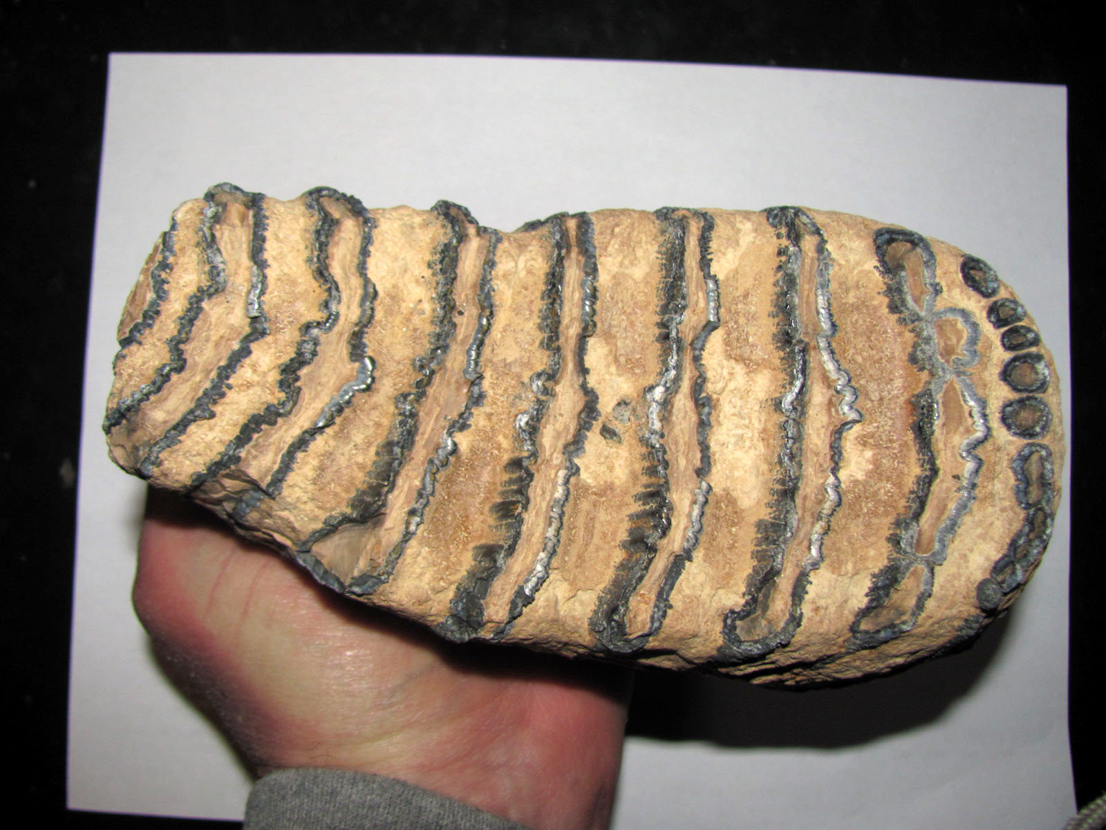 Mammuthus columbi Mammoth tooth 1.JPG - Member Collections - The Fossil ...