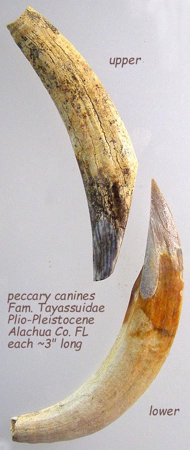 large mammal canine - Fossil ID - The Fossil Forum