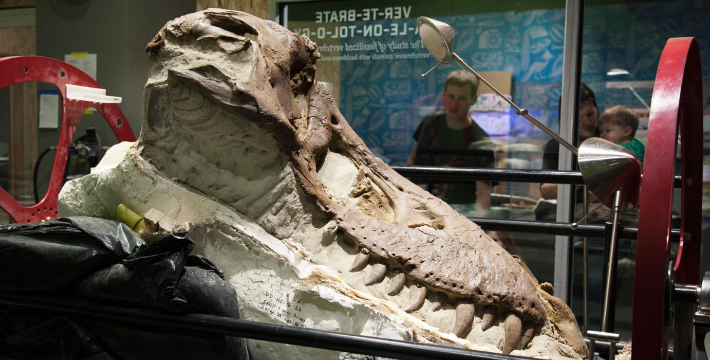 T-rex Skull Untombed - Fossil Preparation - The Fossil Forum