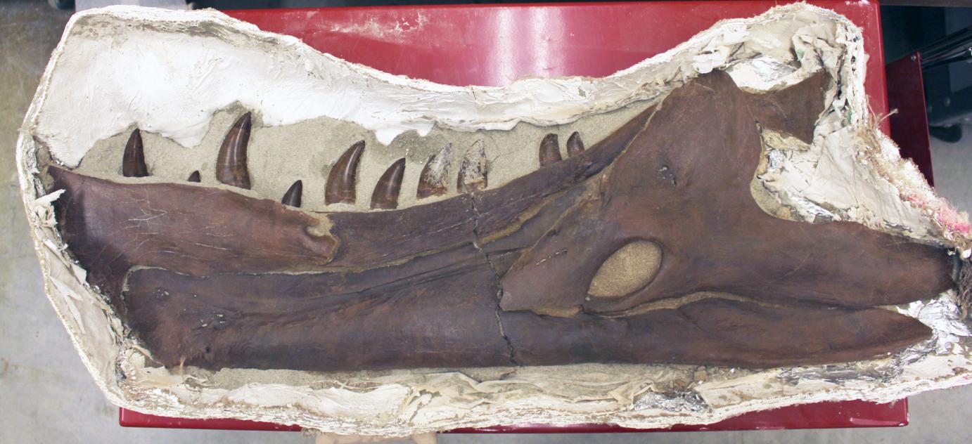 T-rex Skull Untombed - Fossil Preparation - The Fossil Forum