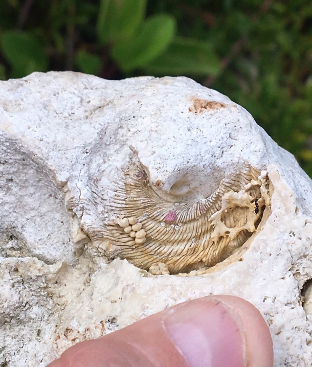 Barbados - Fossil Hunting Trips - The Fossil Forum