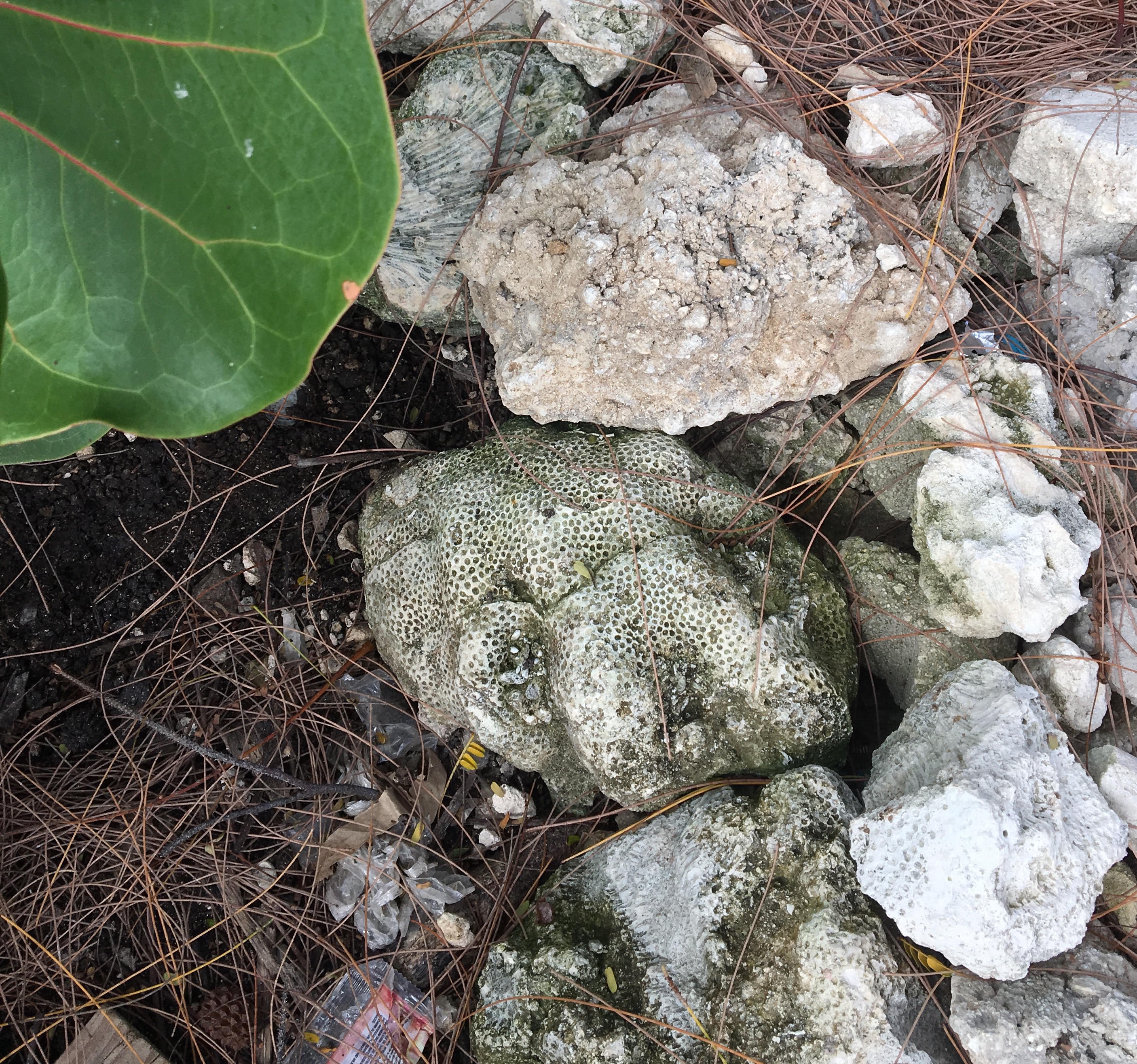 Barbados - Fossil Hunting Trips - The Fossil Forum