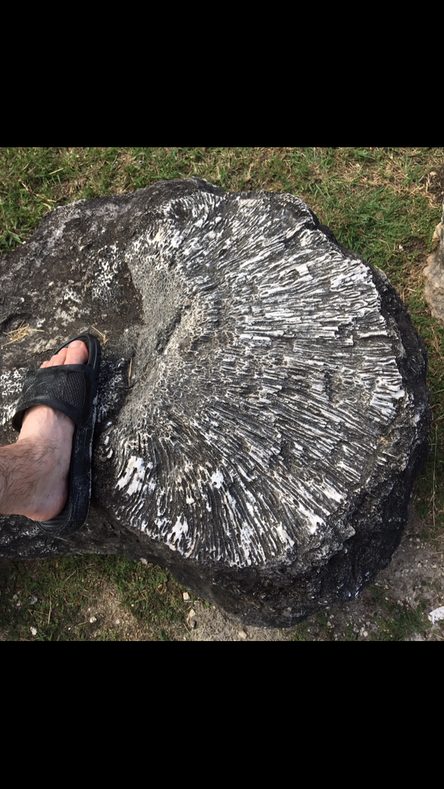Barbados - Fossil Hunting Trips - The Fossil Forum