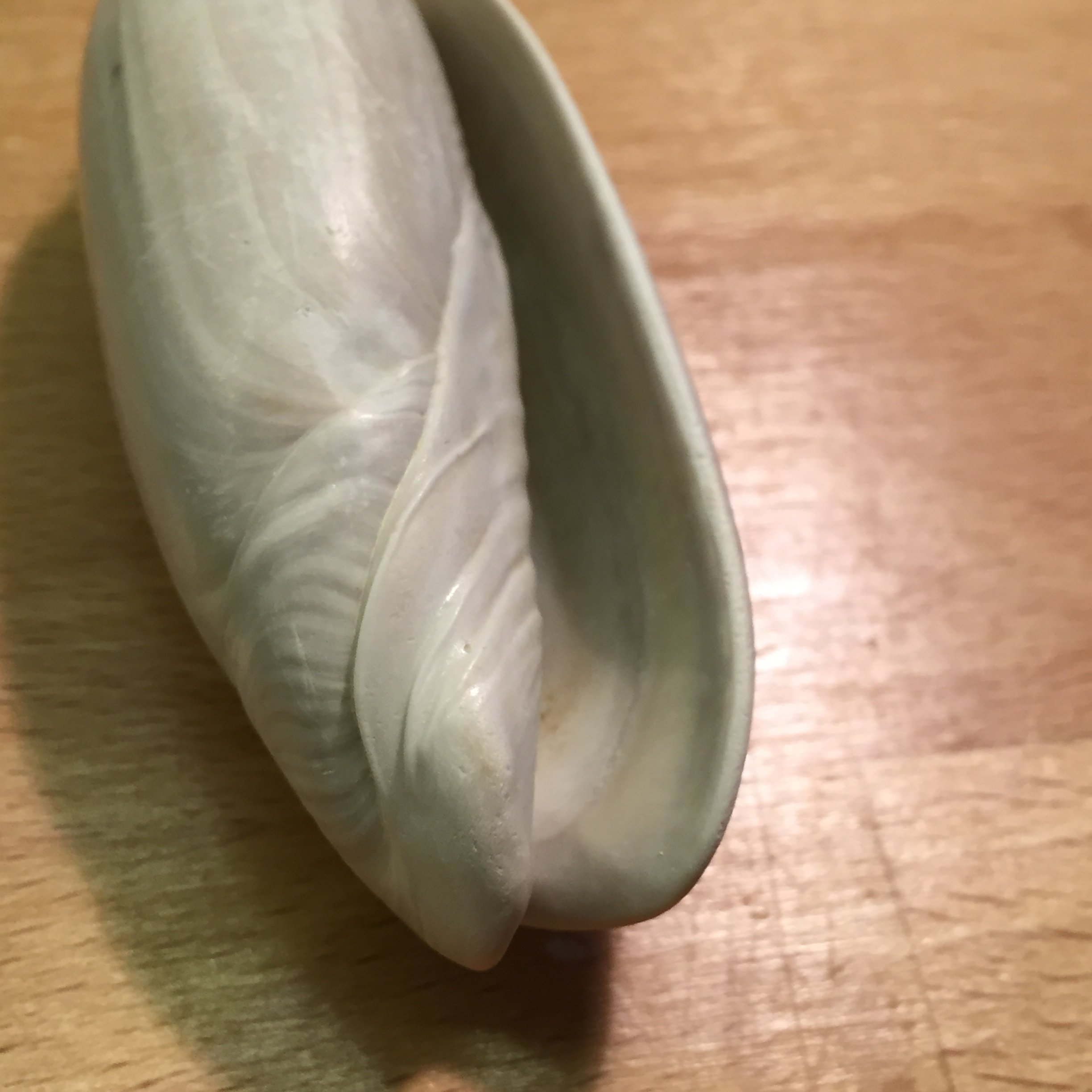 Florida Olive shell - Fossil ID - The Fossil Forum
