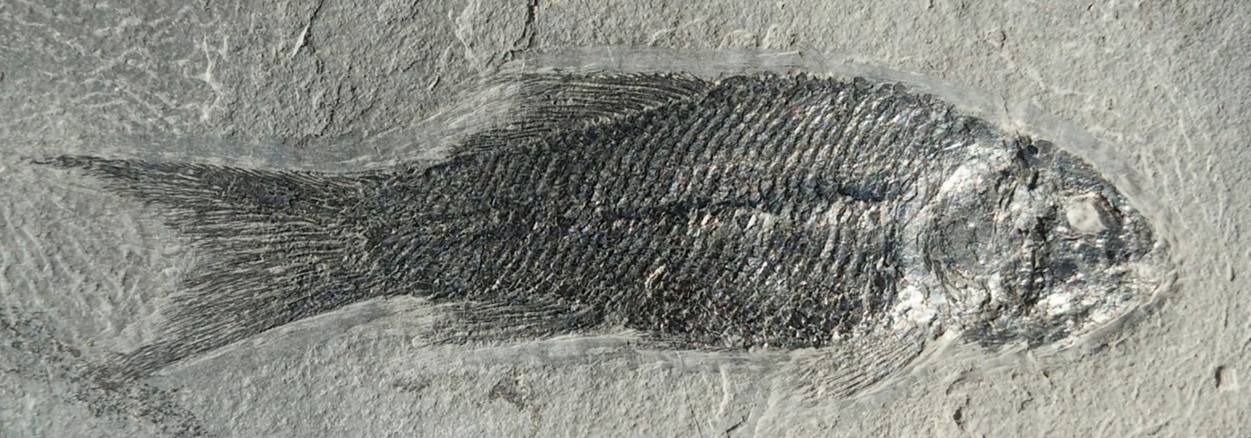 Guizhou Fish ID - Fossil ID - The Fossil Forum