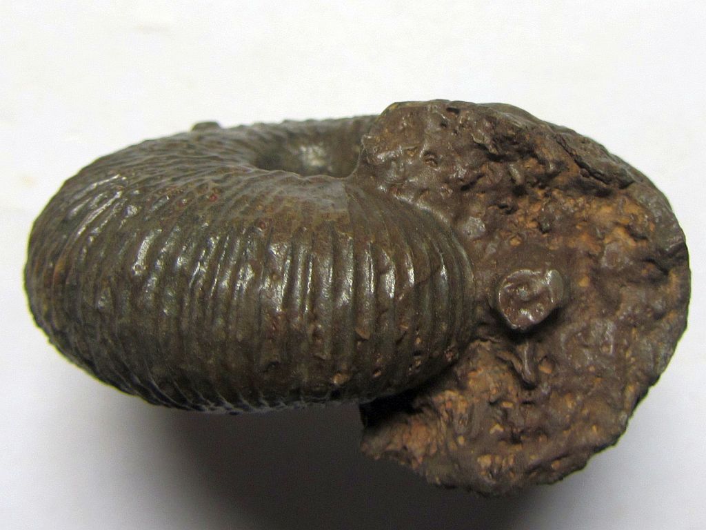 Foraging expedition 1 - Fossil Hunting Trips - The Fossil Forum