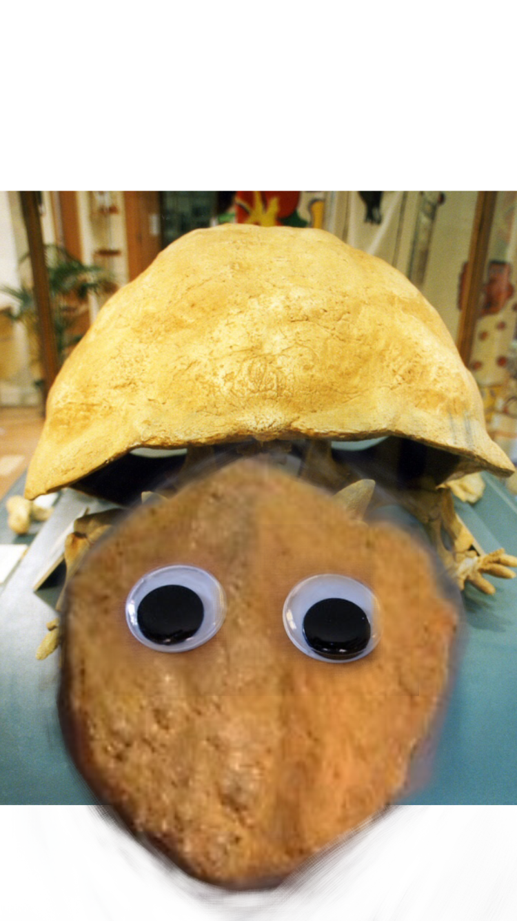 Here's a doozy! - Is It Real? How to Recognize Fossil Fabrications ...