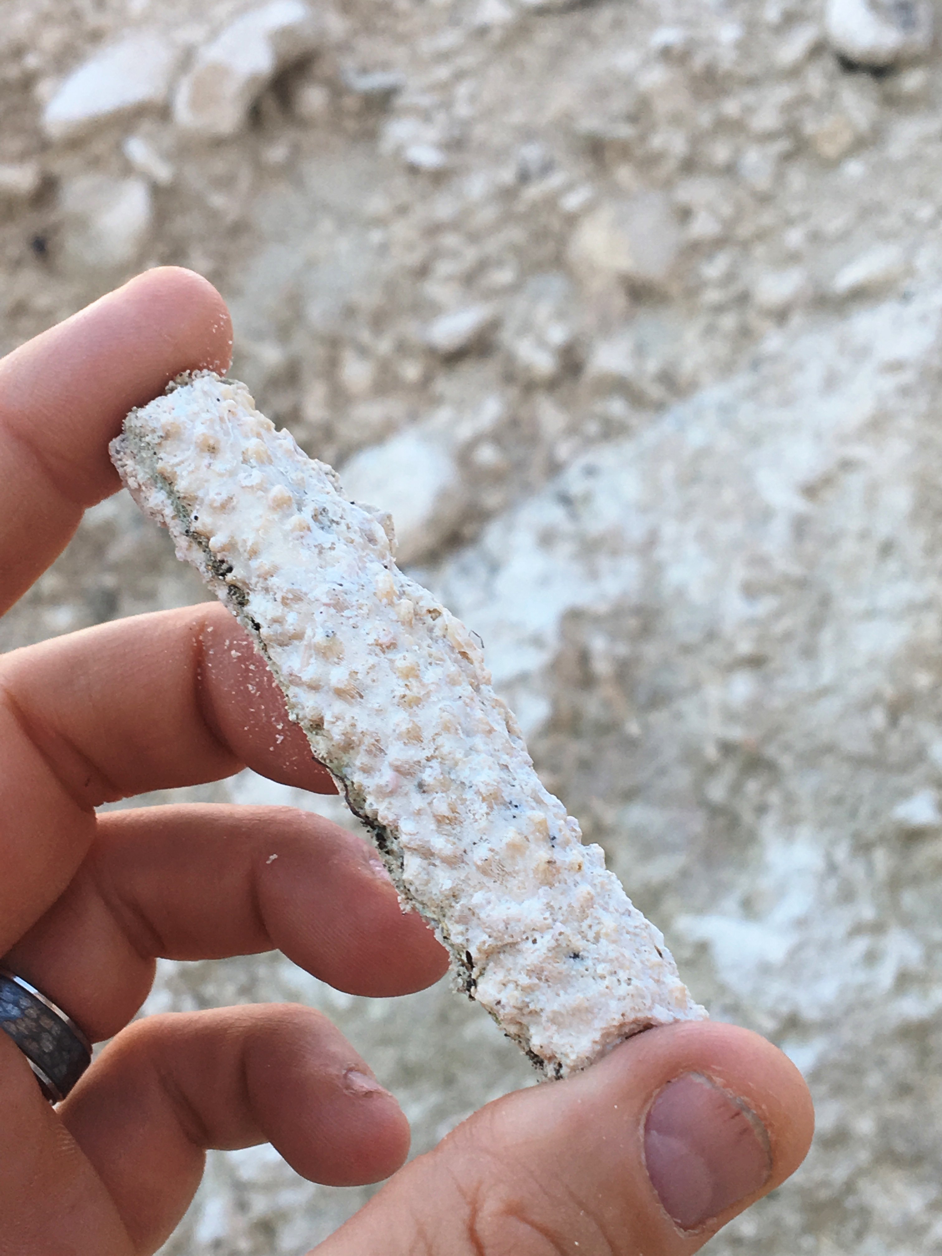 Barbados - Fossil Hunting Trips - The Fossil Forum