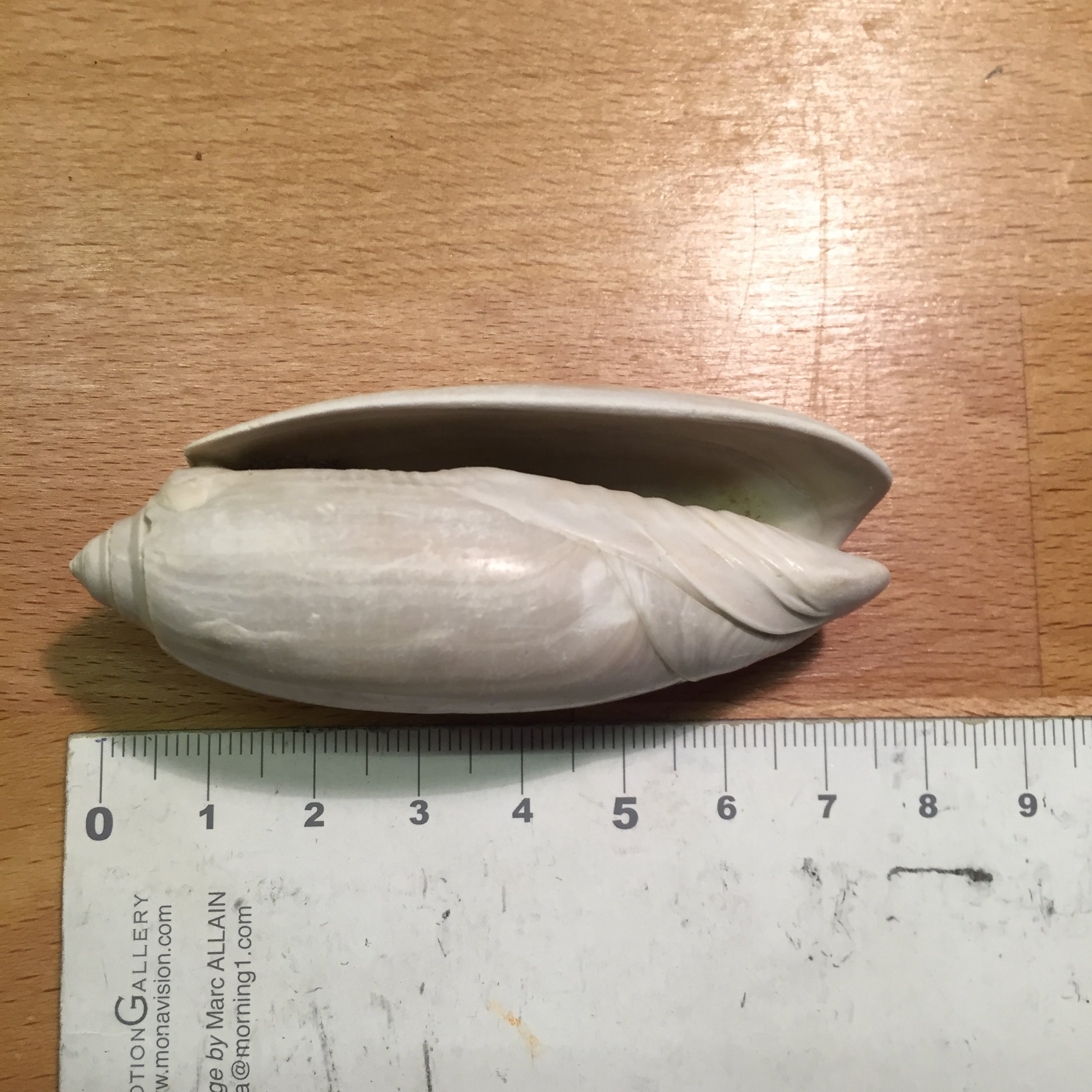 Florida Olive shell - Fossil ID - The Fossil Forum