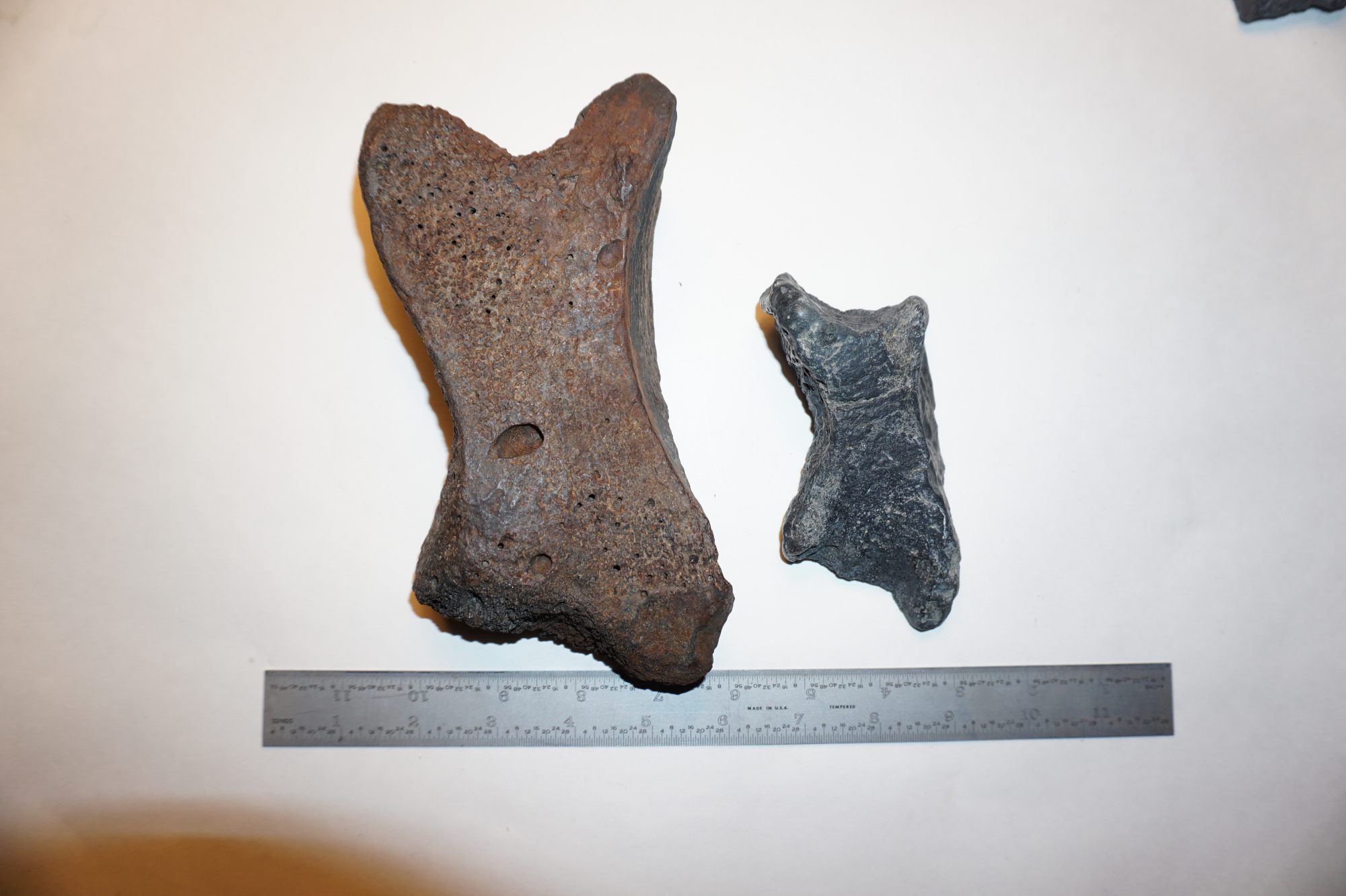 Multiple similar bones from South Carolina - Fossil ID - The Fossil Forum