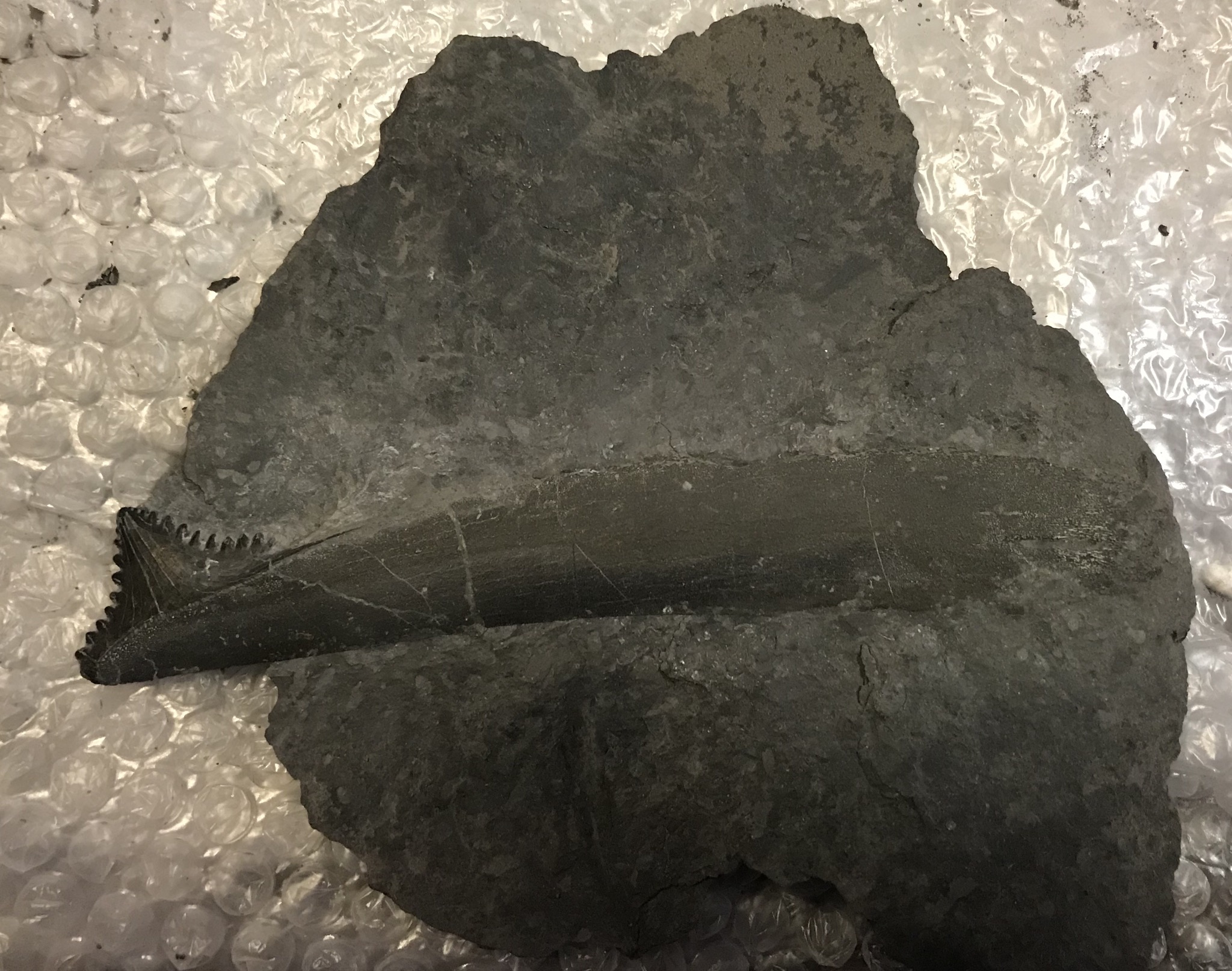 Advice on a Edestus shark tooth - General Fossil Discussion - The ...