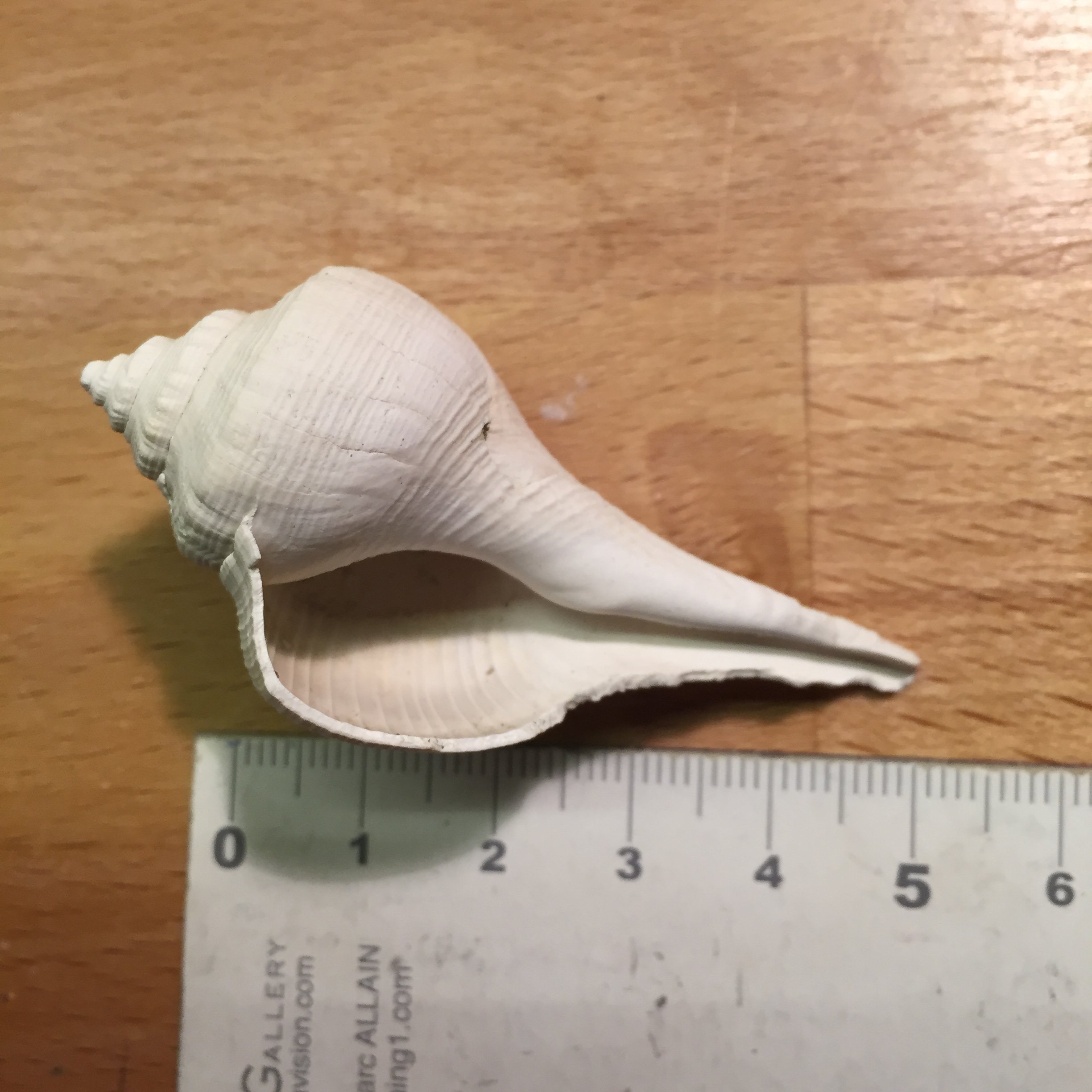 Seashell from Florida - Fossil ID - The Fossil Forum