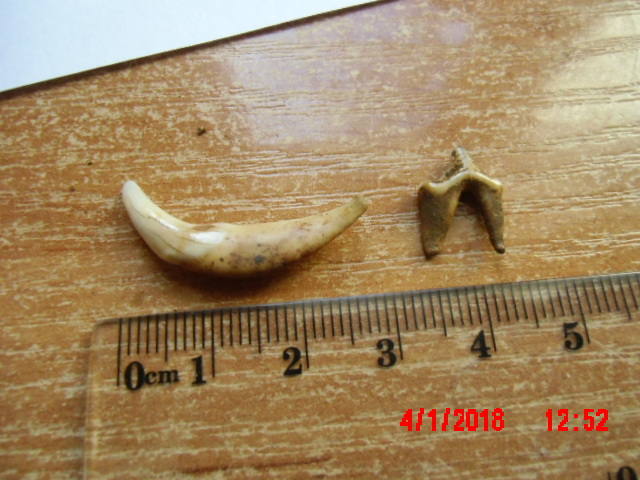 cave tooth - Fossil ID - The Fossil Forum