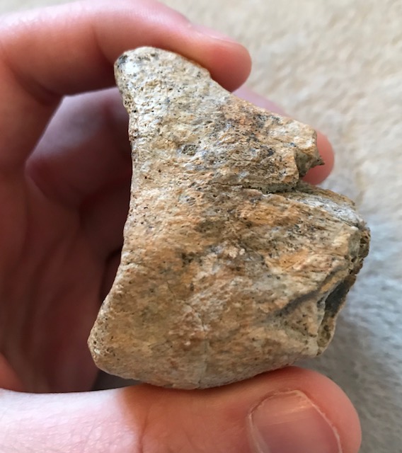 My Two Medicine formation collection - Member Collections - The Fossil ...