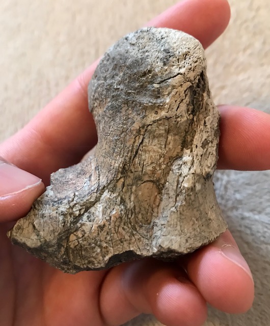 My Two Medicine formation collection - Member Collections - The Fossil ...