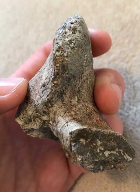 My Two Medicine formation collection - Member Collections - The Fossil ...