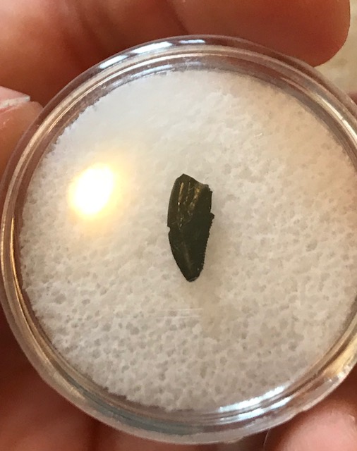 My Two Medicine formation collection - Member Collections - The Fossil ...