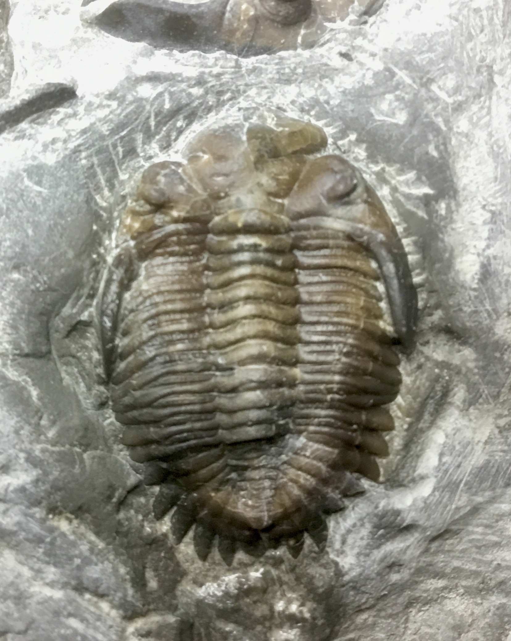 Pin Prep Surprise - Fossil Preparation - The Fossil Forum