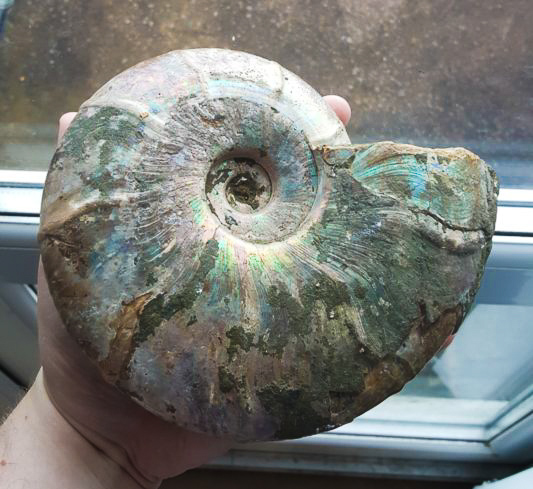 Are they fakes - Is It Real? How to Recognize Fossil Fabrications - The ...