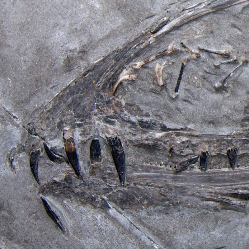 New Clues to the Diet of Pterosaurs - Fossil News - The Fossil Forum