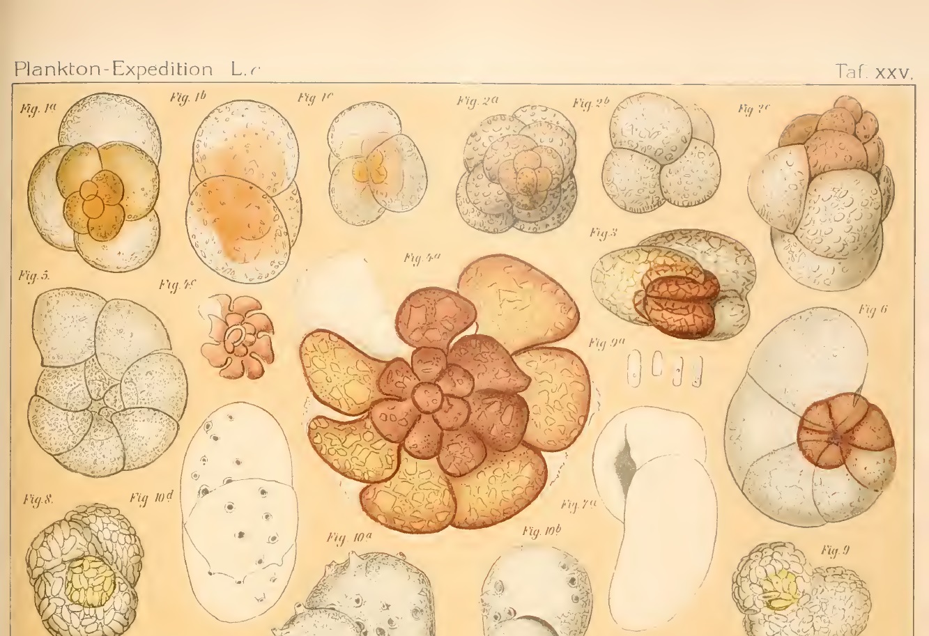 Another Method for Studying Microfossils - Microfossil Mania! - The ...